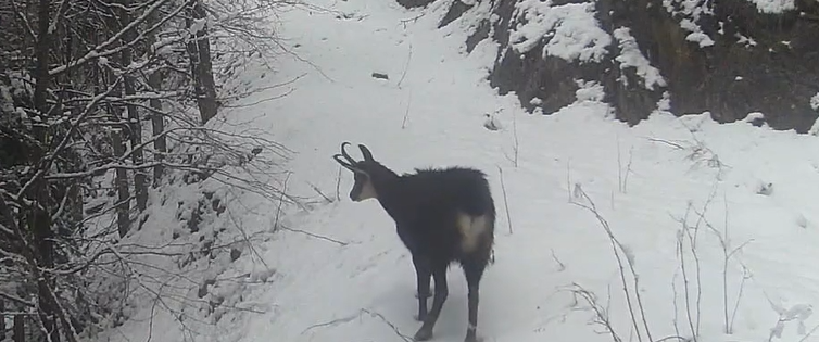 VIDEO. Imagini rare în Caraș-Severin – o capră neagră a fost filmată în ...