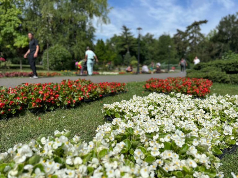 FOTO. Timișoara: Parcul Botanic arată “țiplă“ – covor de flori în plină ...