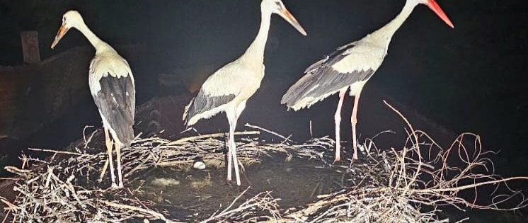 VEST: un pui de barză a fost salvat de pompieri – pasărea a căzut din ...