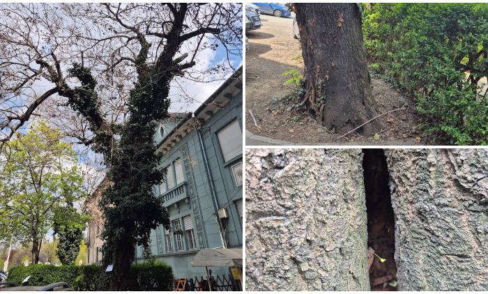 Timișoara: un copac cu trunchiul fisurat și gol pe interior a fost ...