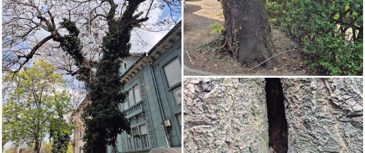 Timișoara: un copac cu trunchiul fisurat și gol pe interior a fost ...