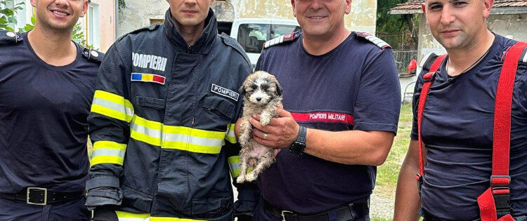 VIDEO. Timișoara: cățel salvat de pompieri după ce a căzut într-un ...